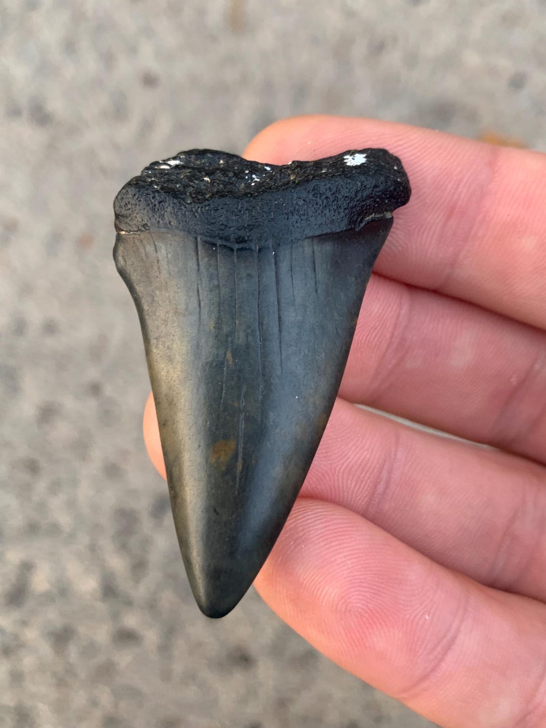 C. Hastalis Mako Fossil Shark Tooth - 2.11 Inches, Huge Fossilized Mako ...