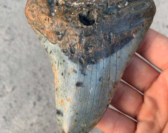 Megalodon Tooth - 5.7 Inches. Real Fossil Megalodon Shark Tooth ...