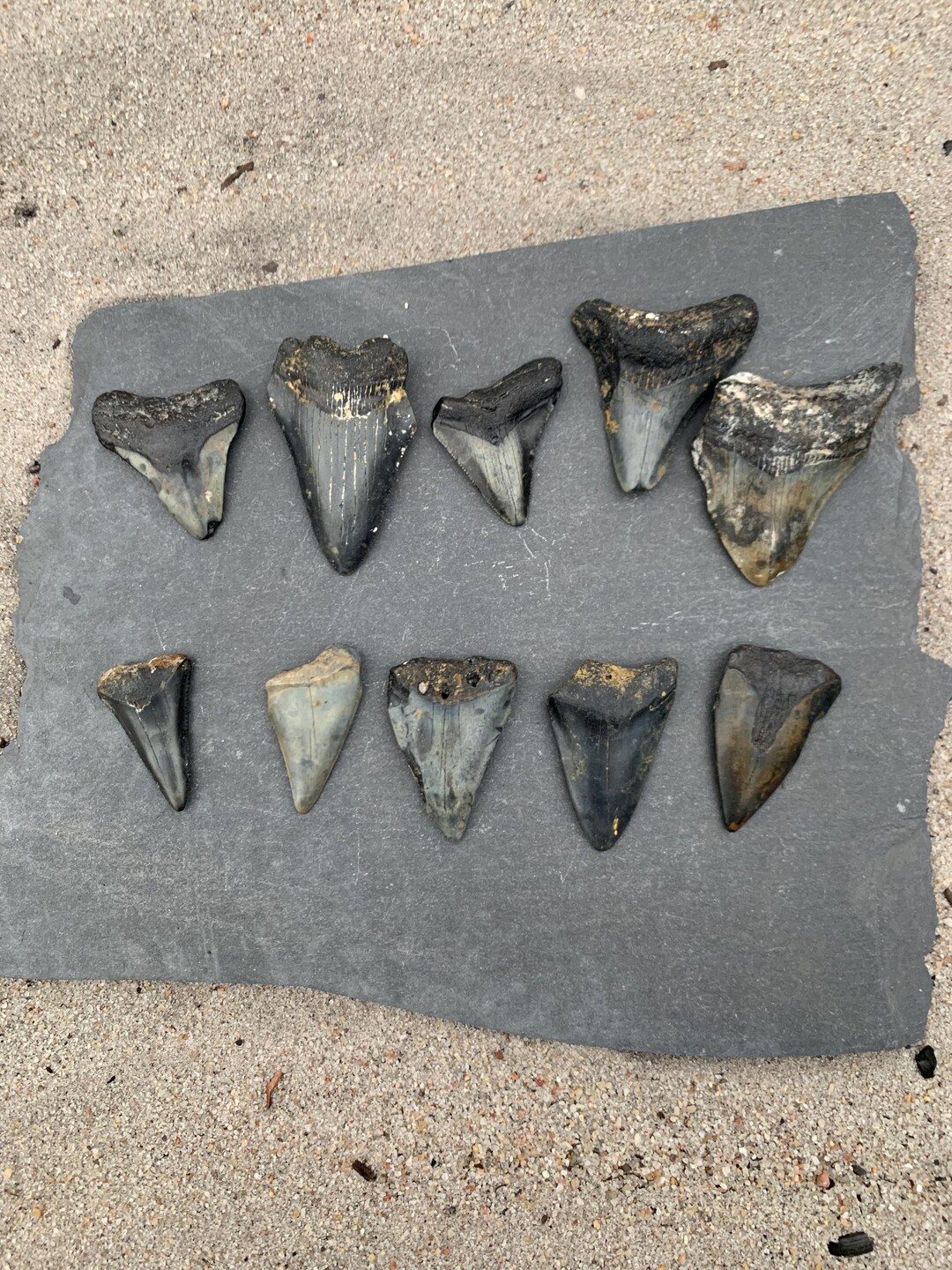 5 Megalodon & 5 Mako (C. Hastalis) Shark Teeth - 10 Fossilized Shark ...