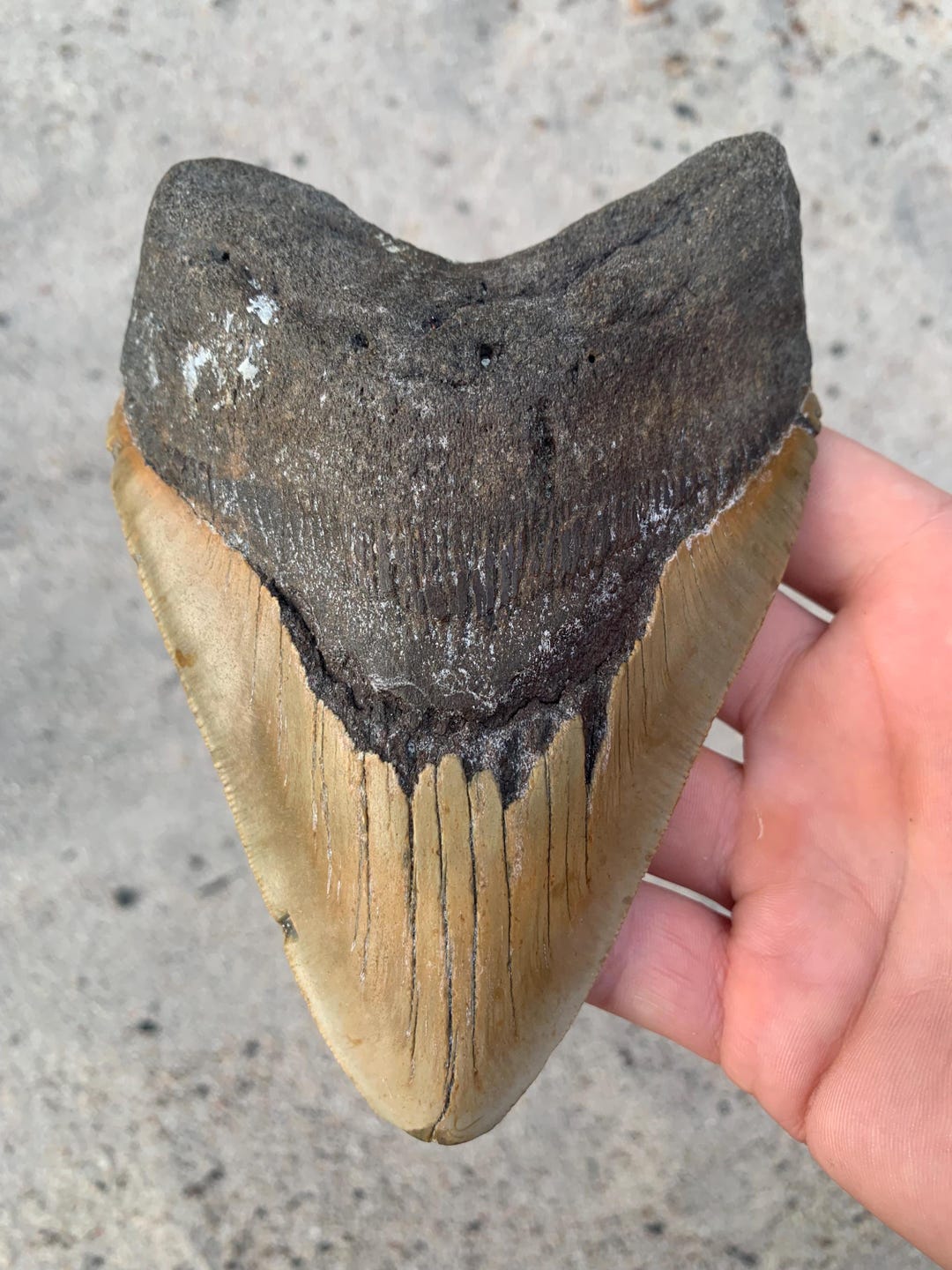 Megalodon Tooth - 5.87 Inches. Real Fossil Megalodon Shark Tooth ...