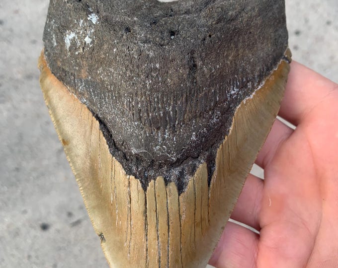 Megalodon Tooth - 4.87 Inches. Real Fossil Megalodon Shark Tooth ...