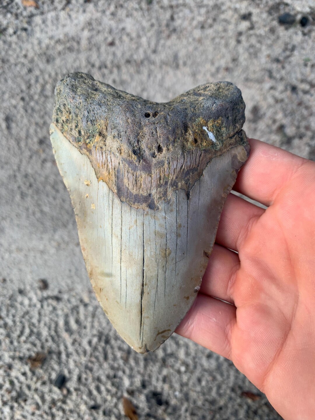 Megalodon Tooth - 4.65 Inches. Real Fossil Megalodon Shark Tooth ...