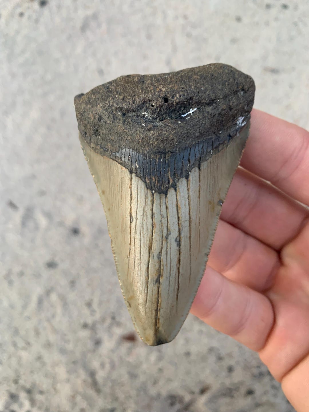 Megalodon Tooth - 3.28 Inches. Real Fossil Megalodon Shark Tooth ...