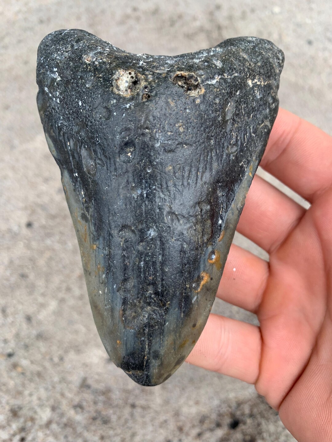 Megalodon Tooth - 4.61 Inches. Real Fossil Megalodon Shark Tooth ...