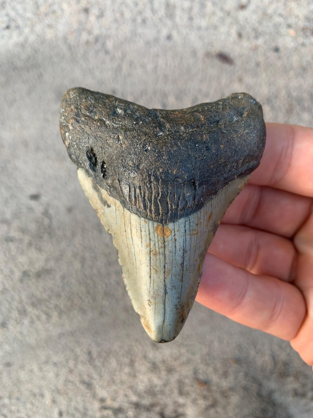 Megalodon Tooth - 3.15 Inches. Real Fossil Megalodon Shark Tooth ...