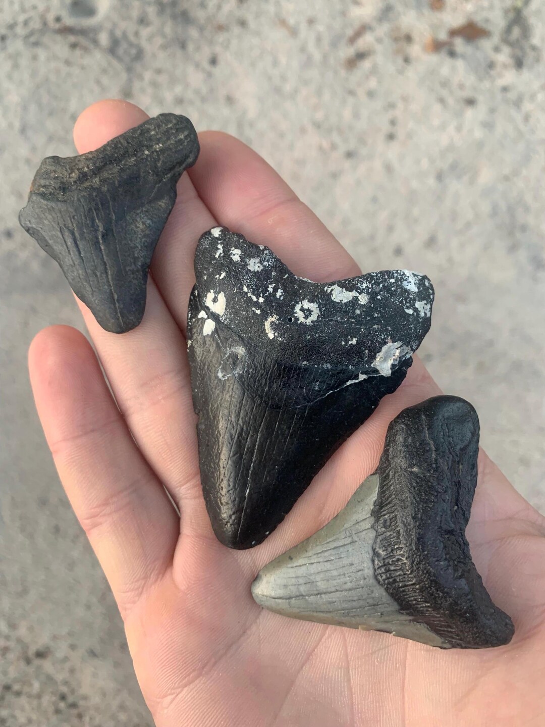 3 Megalodon Shark Teeth - Real Fossil Megalodon Shark Tooth, Authentic ...