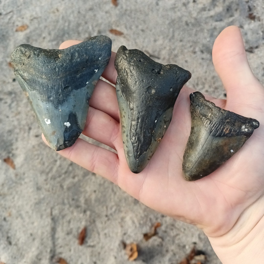 3 Megalodon Shark Teeth - Real Fossil Megalodon Shark Tooth, Authentic ...