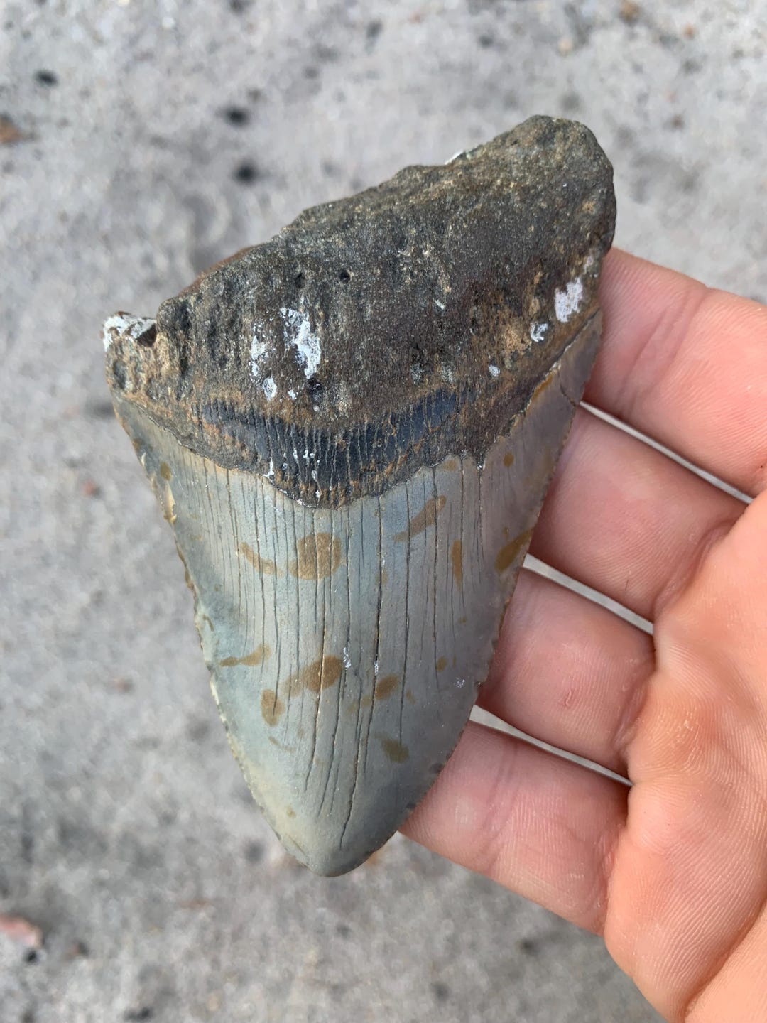 Megalodon Tooth - 4.18 Inches. Real Fossil Megalodon Shark Tooth ...