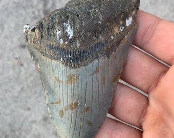 Megalodon Tooth - 5.54 Inches. RARE NC Color, Megalodon Shark Tooth ...