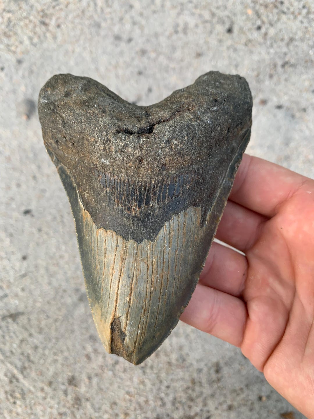 Megalodon Tooth - 5.22 Inches. Real Fossil Megalodon Shark Tooth ...