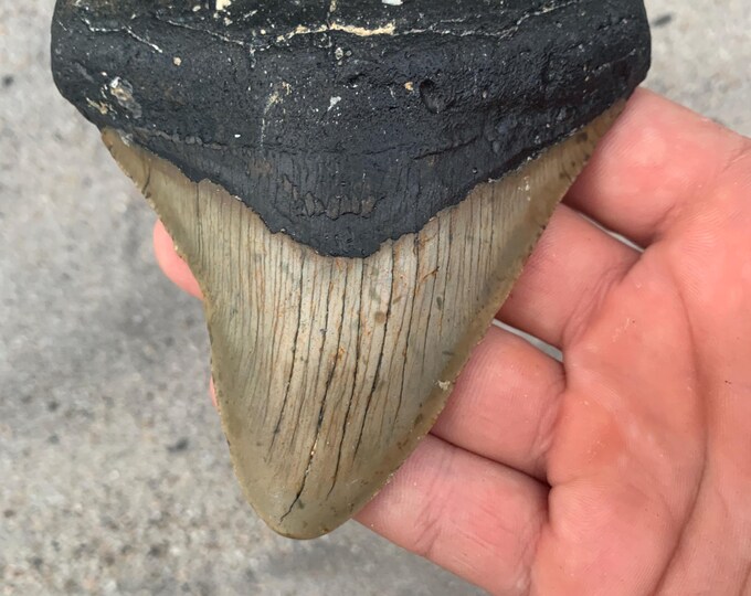 Megalodon Tooth - 4.16 Inches. Real Fossil Megalodon Shark Tooth ...