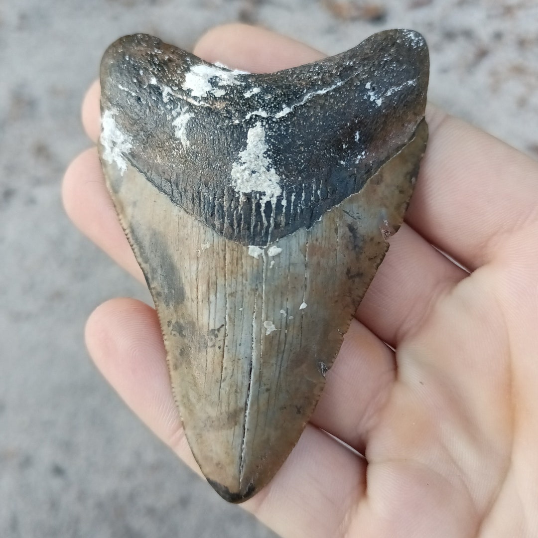 Megalodon Tooth - 3.42 Inches. Real Fossil Megalodon Shark Tooth ...