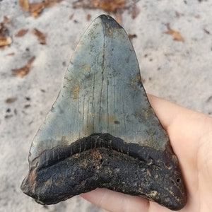 Megalodon Tooth - 4.85 Inches. Real Fossil Megalodon Shark Tooth ...