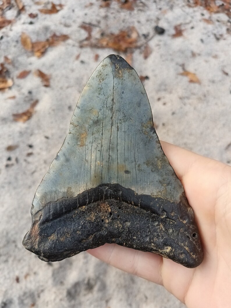 Megalodon Tooth 4.85 Inches. Real Fossil Megalodon Shark - Etsy