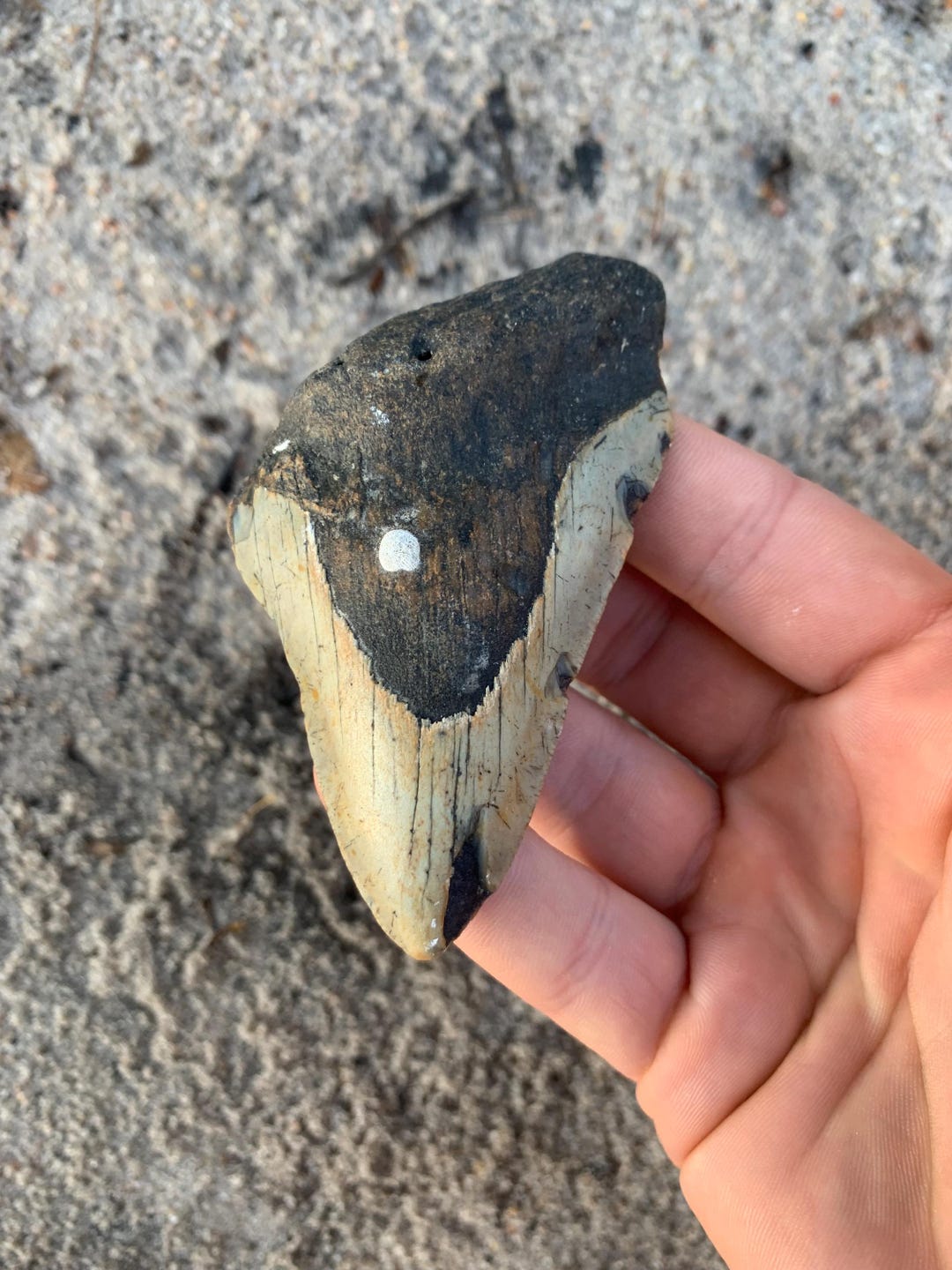 Megalodon Tooth - 3.61 Inches. Real Fossil Megalodon Shark Tooth ...