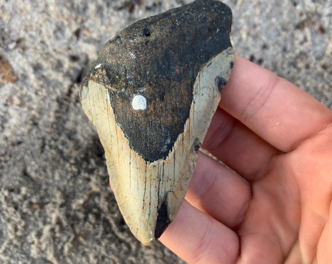 Megalodon Tooth - 3.61 Inches. Real Fossil Megalodon Shark Tooth ...
