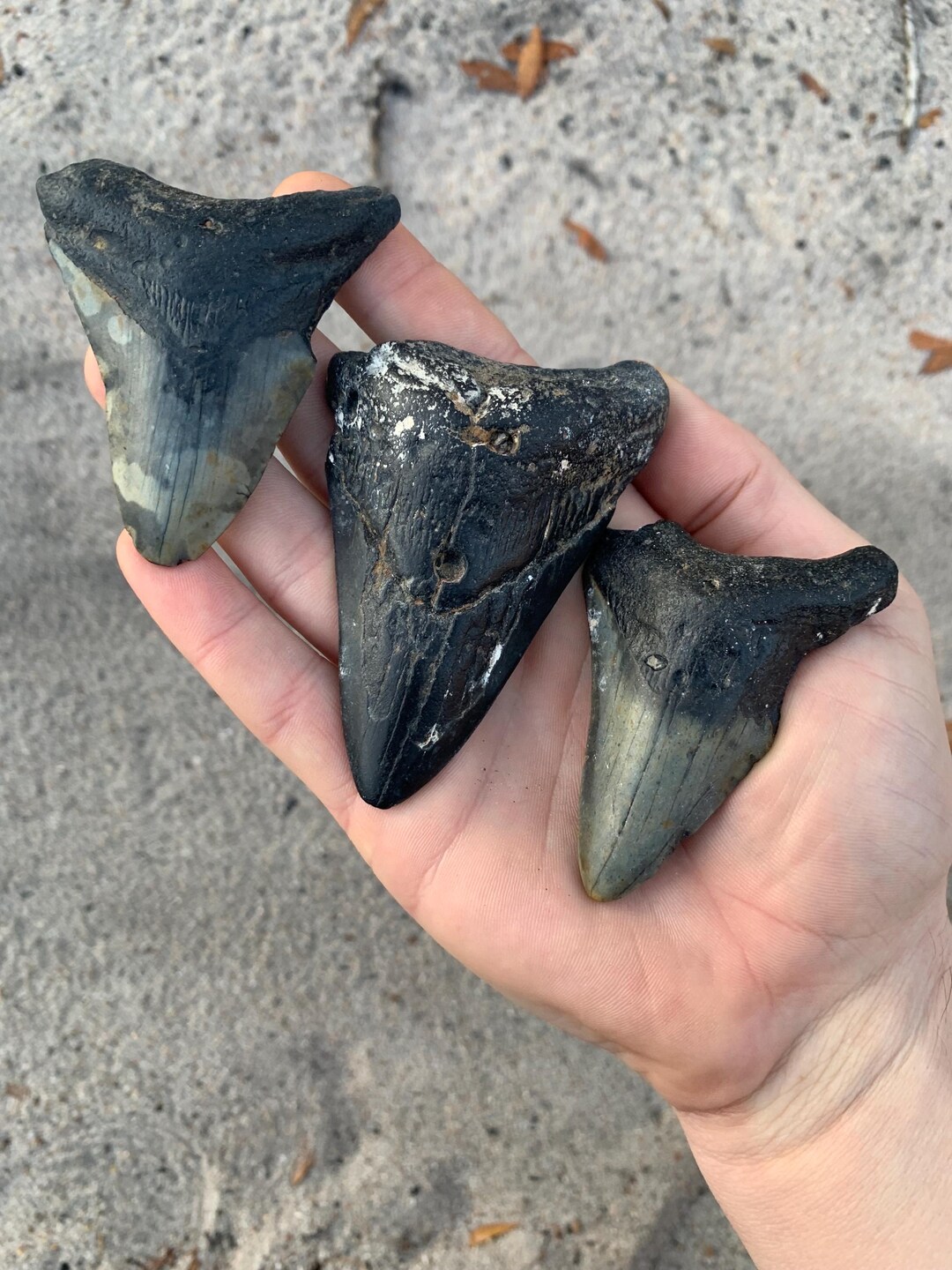 3 Megalodon Shark Teeth - Real Fossil Megalodon Shark Tooth, Authentic ...