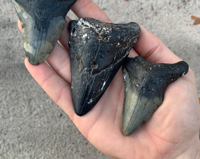 3 Megalodon Shark Teeth - Real Fossil Megalodon Shark Tooth, Authentic ...