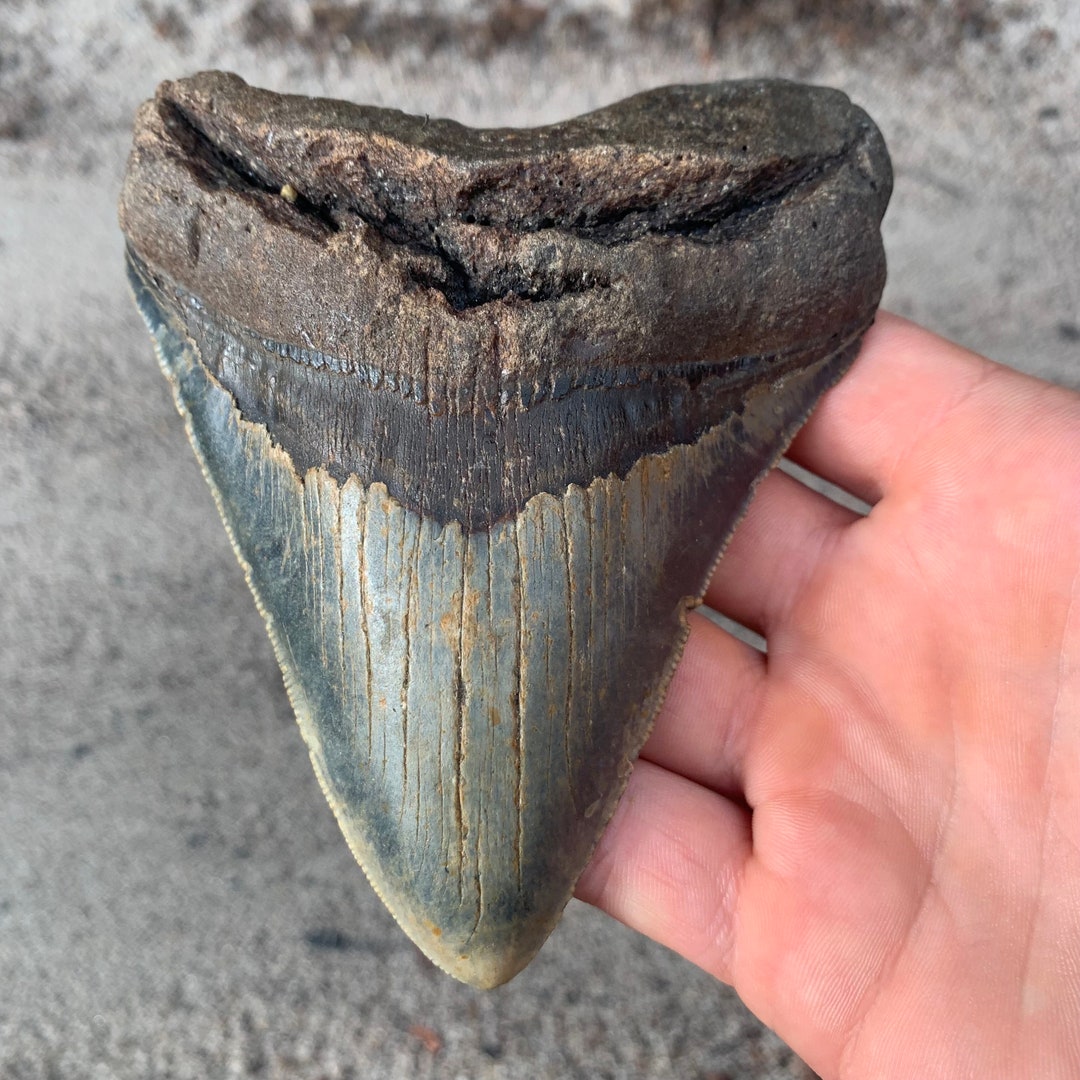 Megalodon Tooth 4.64 Inches, Serrated. Real Otodus Megalodon, Authentic ...