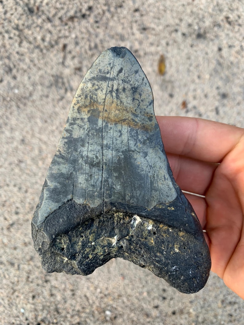 4.77 Inch Megalodon Tooth Fossil: Authentic Meg Teeth Fossils - Etsy