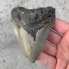Megalodon Tooth - 3.94 Inches. Real Fossil Megalodon Shark Tooth ...