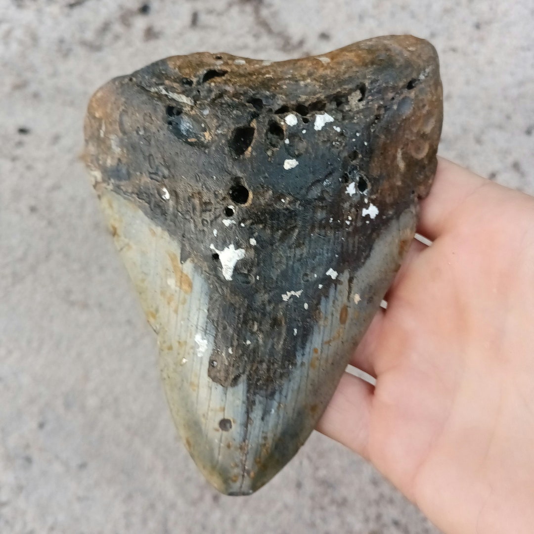Megalodon Tooth - 5.58 Inches. Real Fossil Megalodon Shark Tooth ...