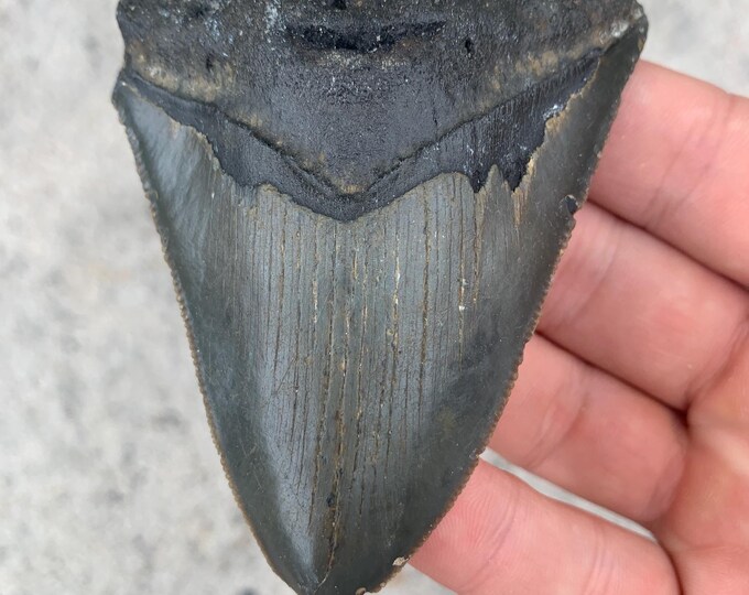 Megalodon Tooth - 3.97 Inches. Real Fossil Megalodon Shark Tooth ...