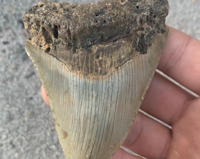 Megalodon Tooth - 3.62 Inches. Real Fossil Megalodon Shark Tooth ...