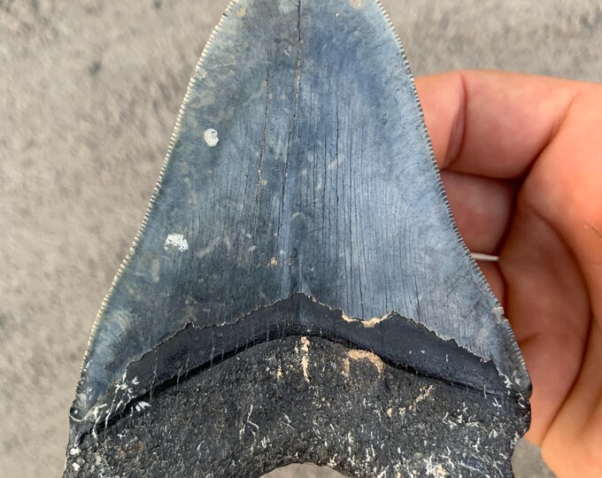 Megalodon Tooth - 4.72 Inches. Real Fossil Megalodon Shark Tooth ...