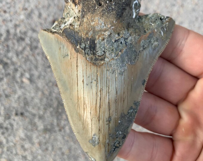 Megalodon Tooth - 3.58 Inches. Real Fossil Megalodon Shark Tooth ...
