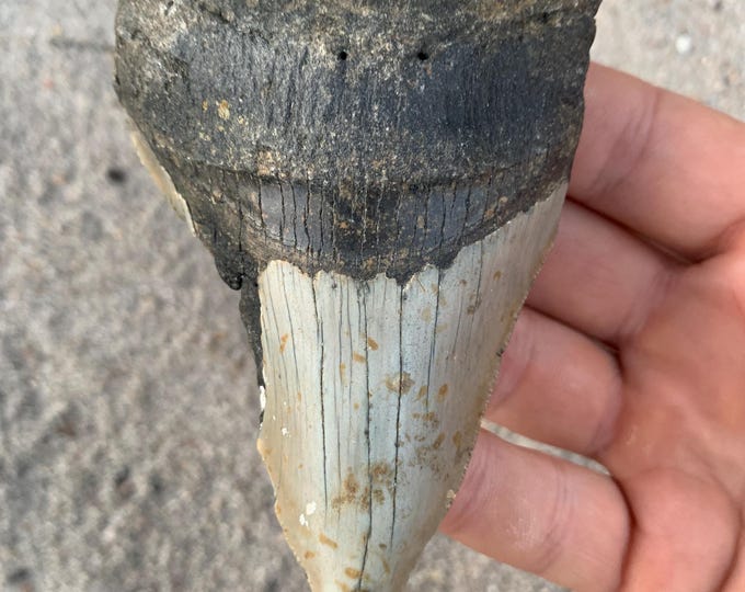 Megalodon Tooth - 4.62 Inches. Real Fossil Megalodon Shark Tooth ...