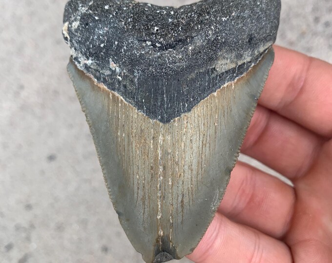 Megalodon Tooth - 3.65 Inches. Real Fossil Megalodon Shark Tooth ...