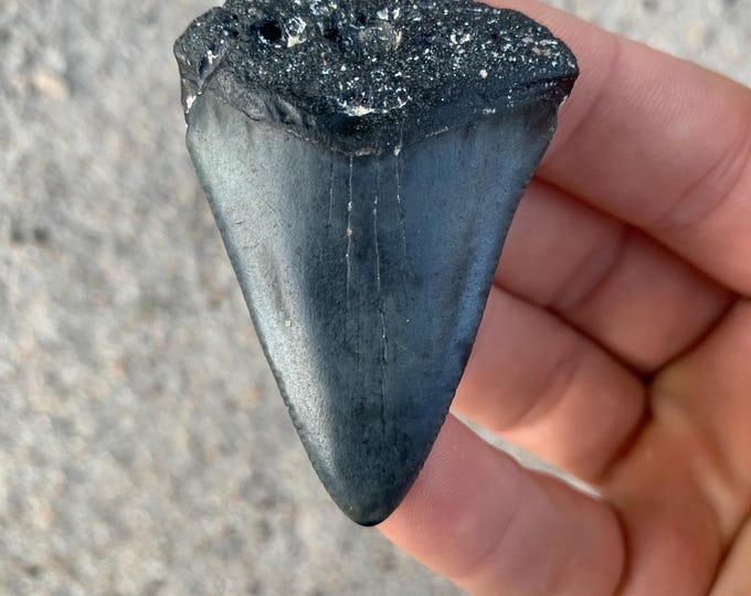 Great White Fossil Shark Tooth - 2.15 Inches, Huge Fossilized Great ...