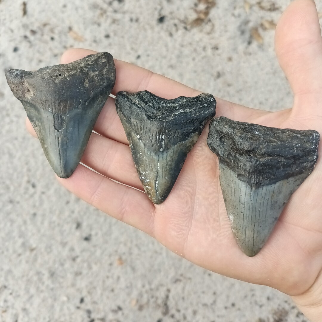 3 Megalodon Shark Teeth Real Fossil Megalodon Shark Tooth, Authentic ...