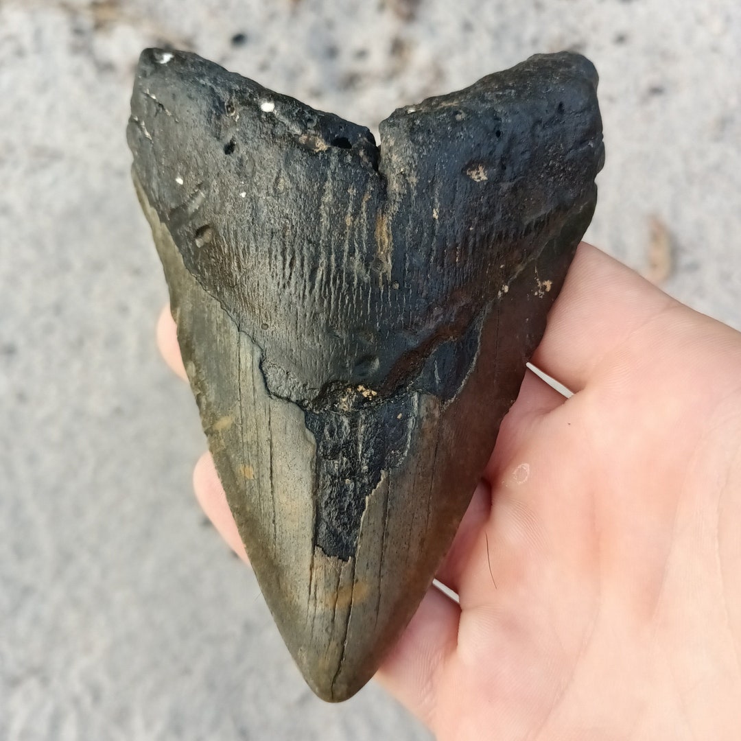 4.86 Inch Megalodon Tooth Fossil: Authentic Meg Teeth Fossils - Etsy ...