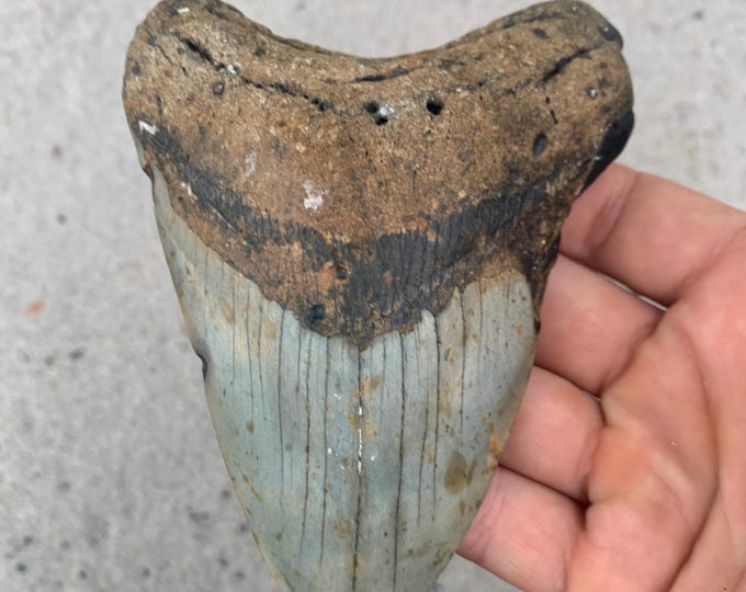Megalodon Tooth - 5.1 Inches. Real Fossil Megalodon Shark Tooth ...