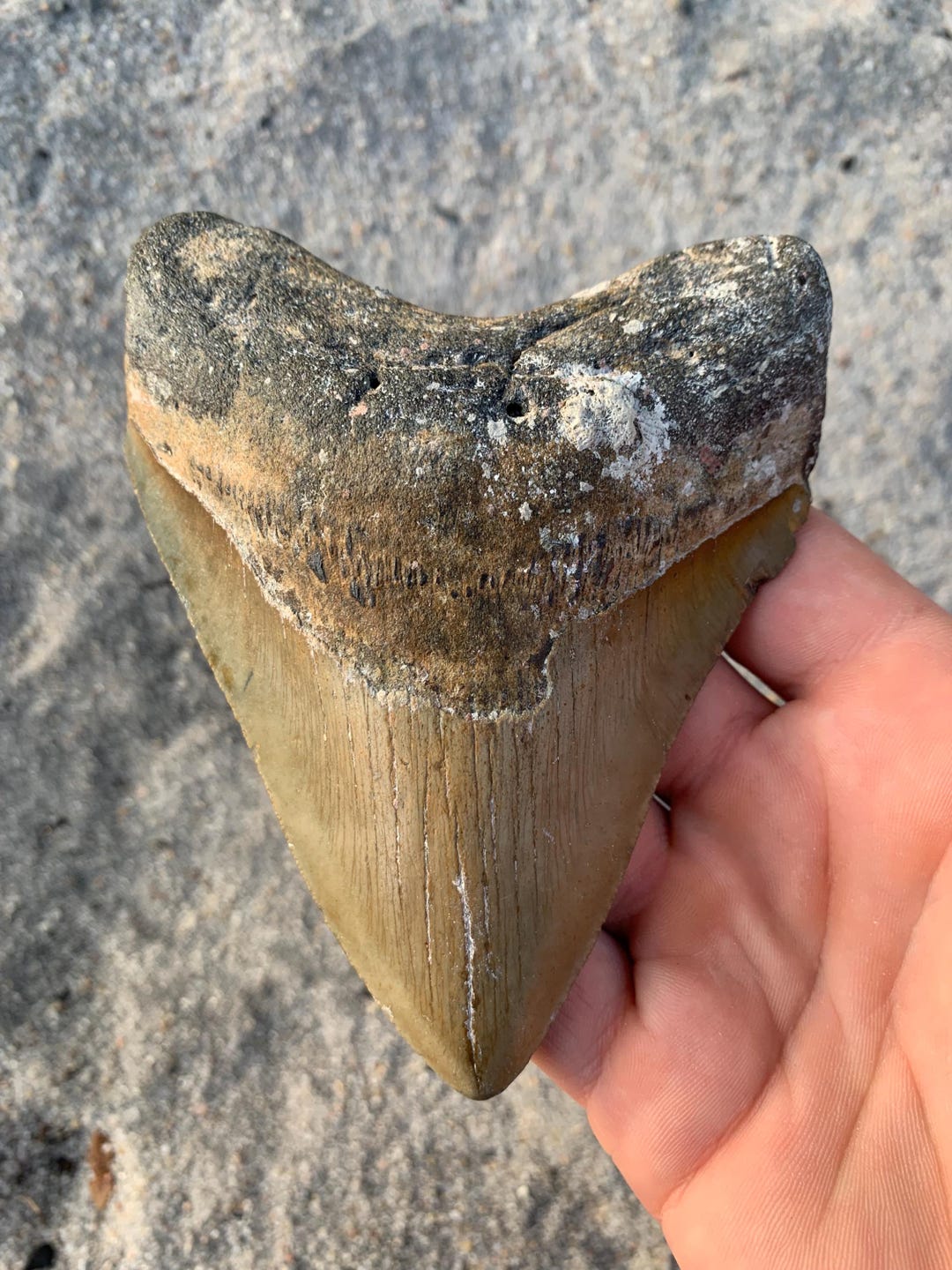 Megalodon Tooth - 4.83 Inches. Real Fossil Megalodon Shark Tooth ...