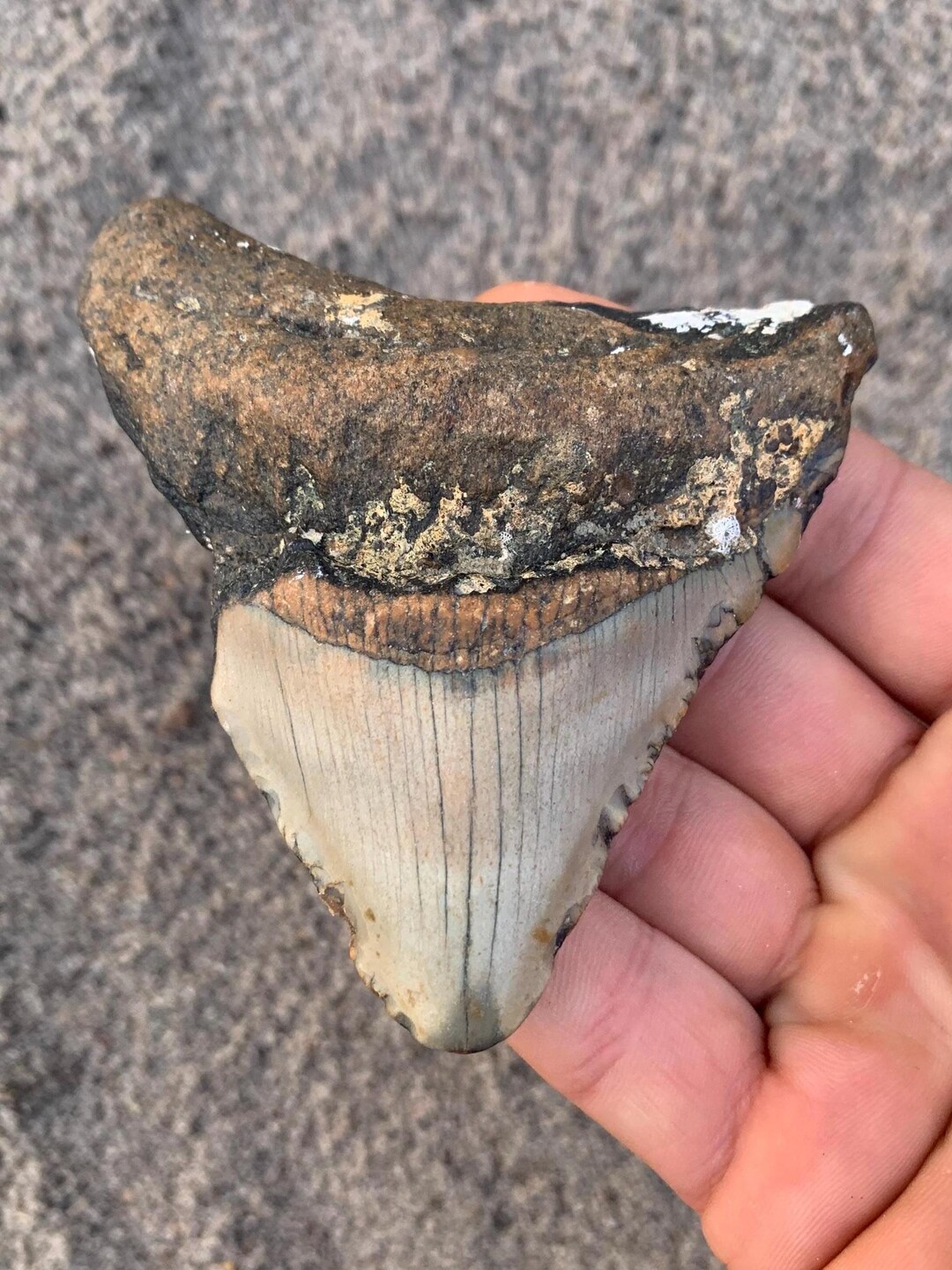 Megalodon Tooth - 3.81 Inches. Real Fossil Megalodon Shark Tooth ...