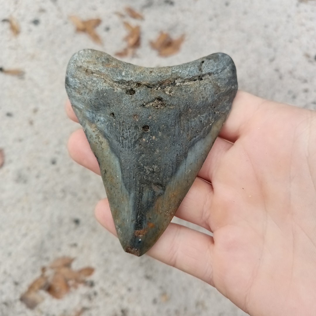 Megalodon Tooth - 3.97 Inches. Real Fossil Megalodon Shark Tooth ...