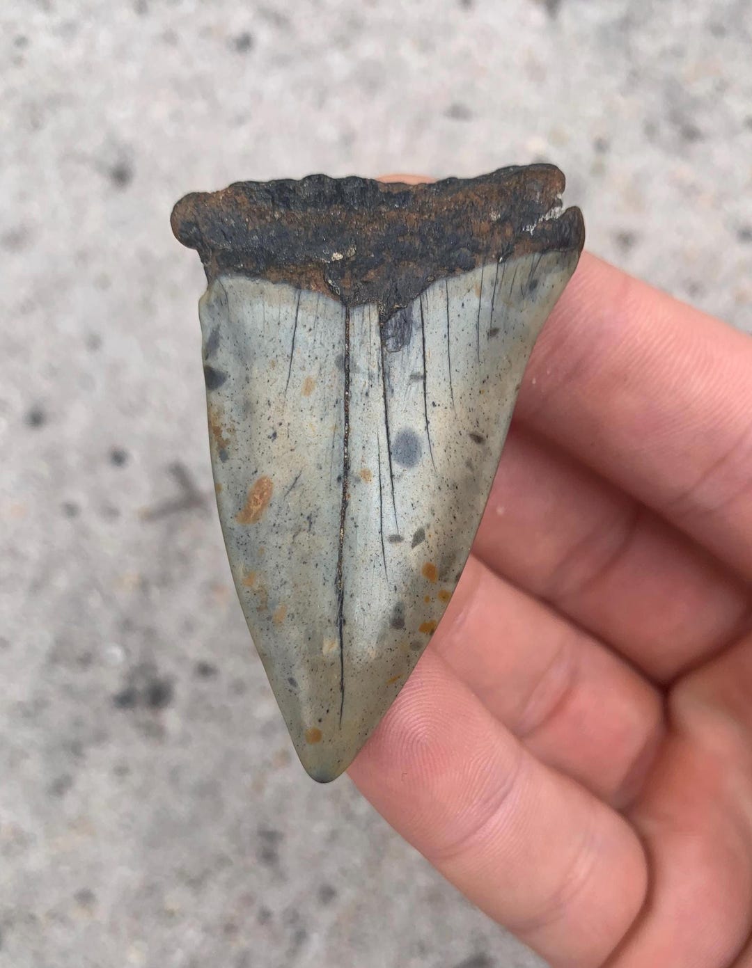 C. Hastalis Mako Fossil Shark Tooth - 2.41 Inches, Huge Fossilized Mako ...
