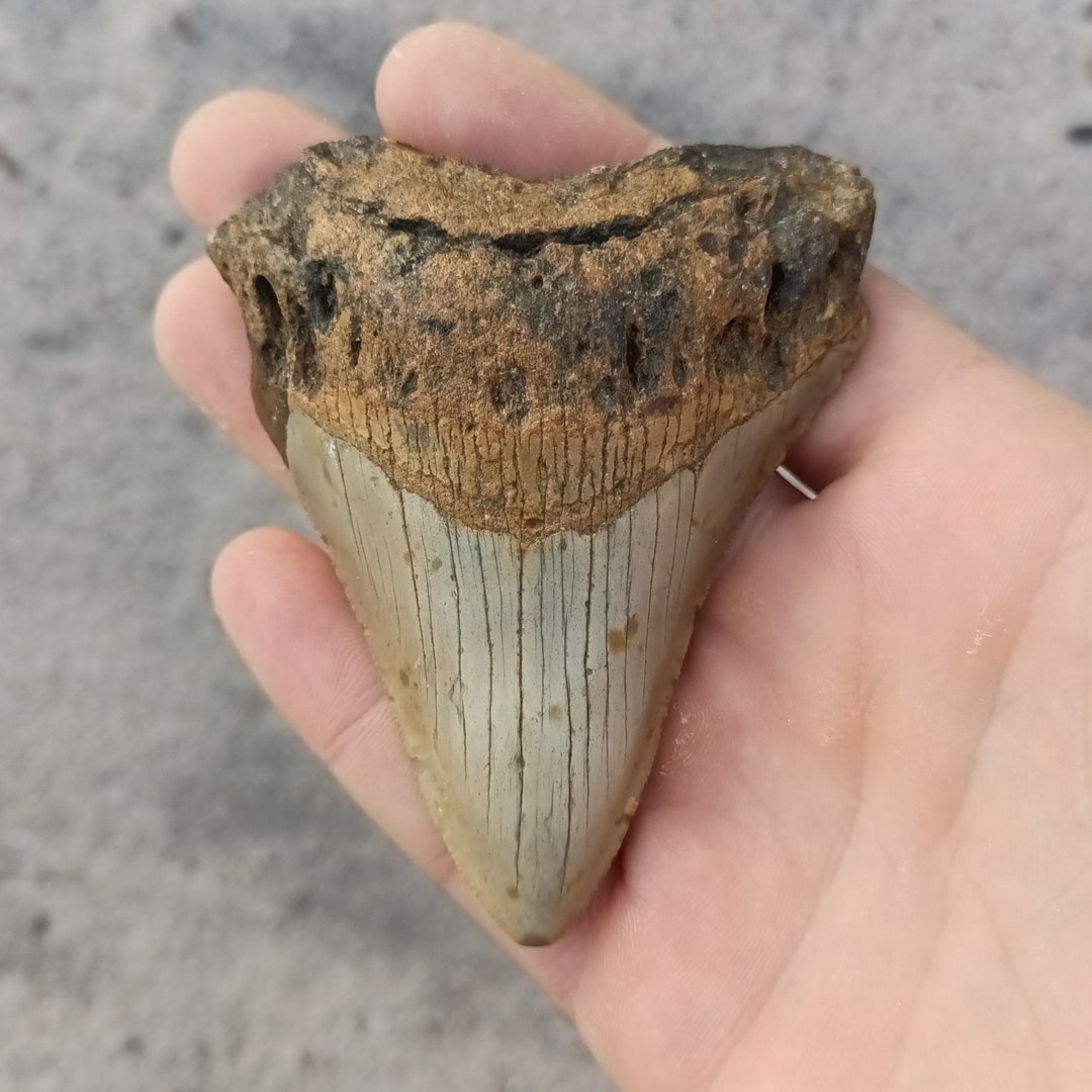 Megalodon Tooth - 3.53 Inches. Real Fossil Megalodon Shark Tooth ...