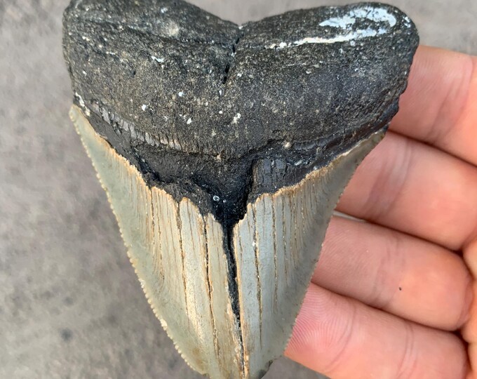 Megalodon Tooth - 2.62 Inches. Real Fossil Megalodon Shark Tooth ...