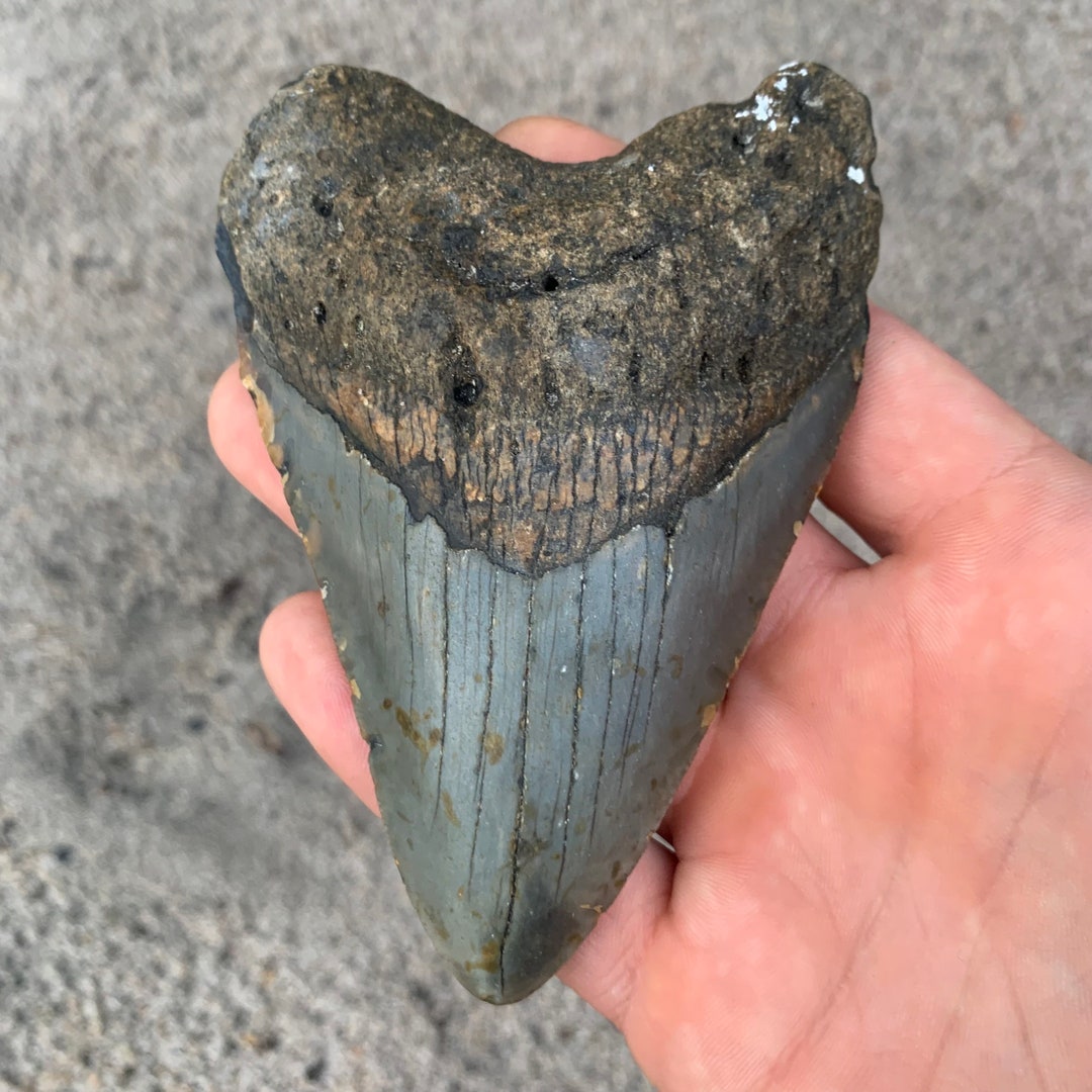 Megalodon Tooth 4.37 Inches. Real Fossil Megalodon Shark Tooth ...