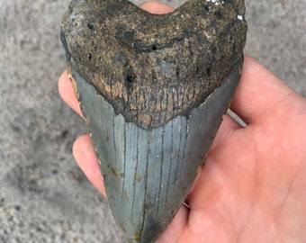 Megalodon Tooth 3.65 Inches. Real Fossil Megalodon Shark Tooth ...