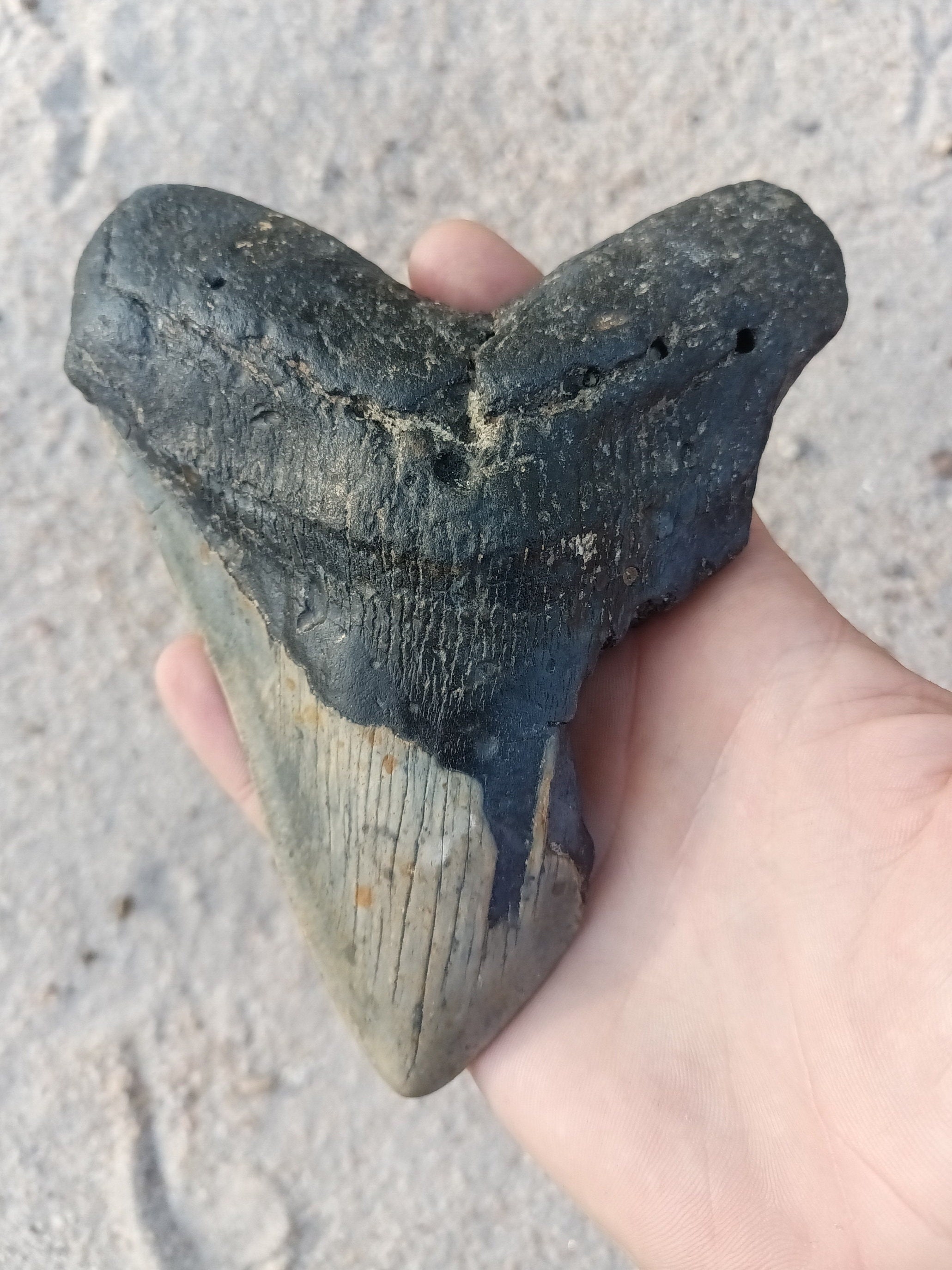 Megalodon Tooth 5.75 Inches. Real Fossil Megalodon Shark Tooth ...
