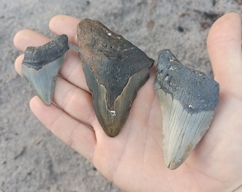 Megalodon Tooth 4.41 Inches. Real Fossil Megalodon Shark Tooth ...
