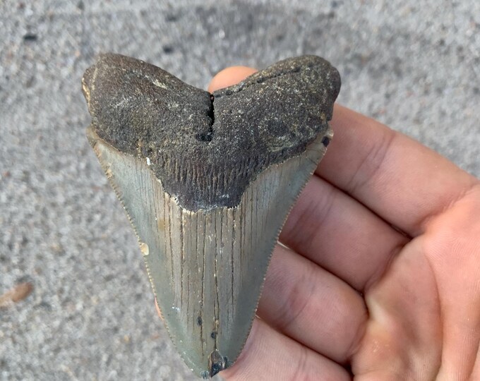 Megalodon Tooth - 3.94 Inches. Real Fossil Megalodon Shark Tooth ...