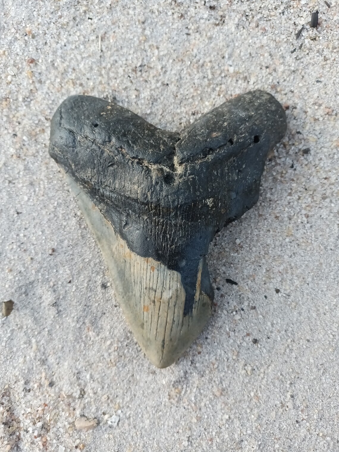 Megalodon Tooth 5.75 Inches. Real Fossil Megalodon Shark Tooth ...