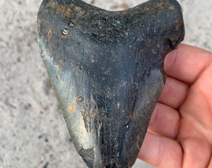 Megalodon Tooth - 4.7 Inches. Real Fossil Megalodon Shark Tooth ...
