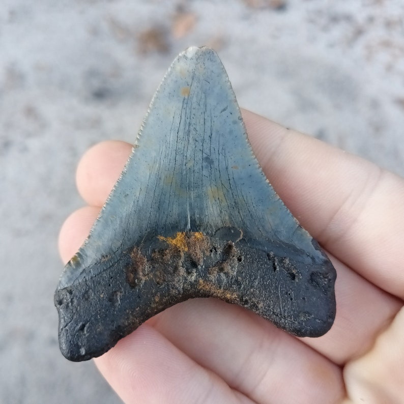 Megalodon Tooth 2.62 Inches. Real Fossil Megalodon Shark Tooth ...
